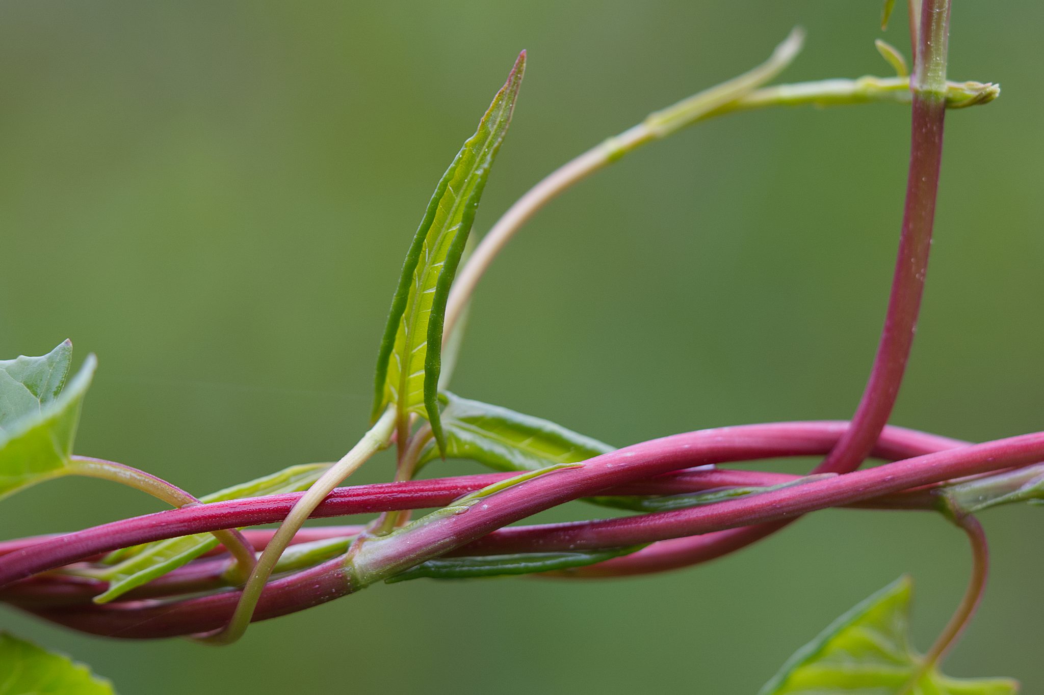 Tendrils and Stacks: Assisting Flow States with a Clipboard Manager ...